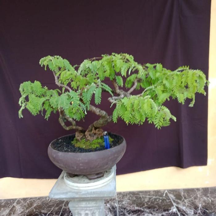 Jual Ready BONSAI ASEM JAWA SESUAI FOTO Limited - Jakarta Barat - SOE ...