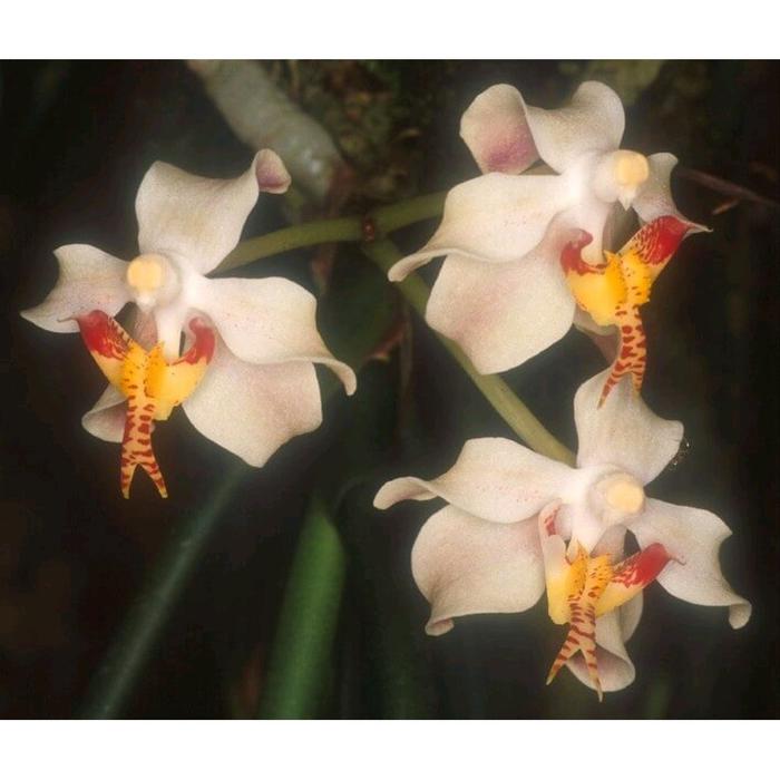 Jual 1 Benih Anggrek Bulan Kalimantan Barat Paraphalaenopsis ...