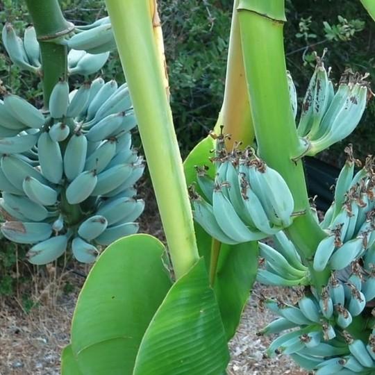 Jual Bibit Tumbuhan Pisang Biru Sweet Unik / Pisang Biru Langka TBTJ21 ...