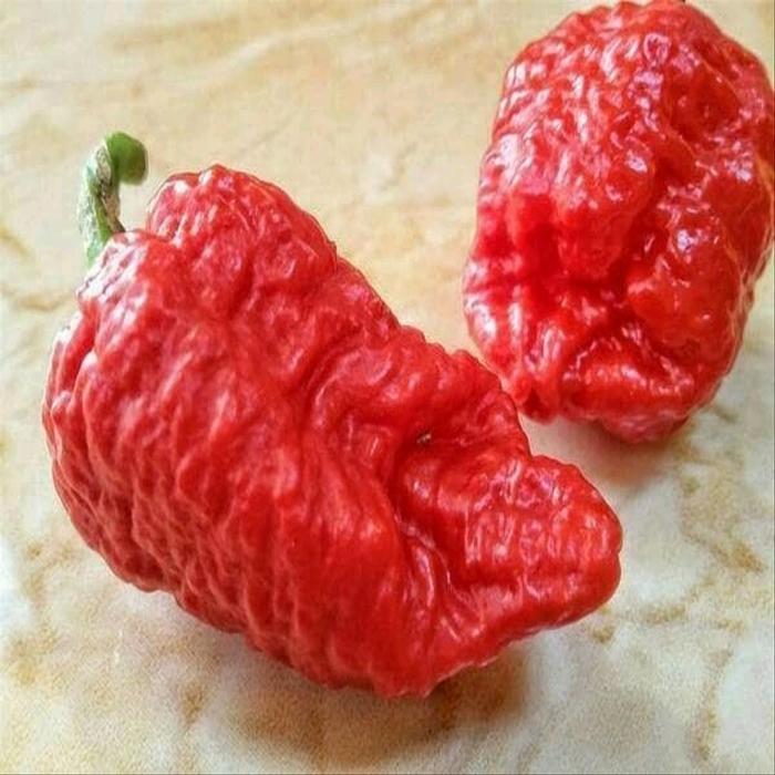 Jual 10 Benih Cabai Genghis Khans Brain Pepper Seeds - Kab. Sidoarjo ...