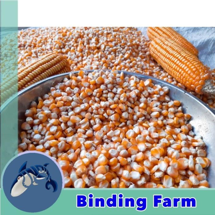 Jual Jagung pakan Pipil kering Pakan Ayam dan Burung 1Kg - Kab. Jombang ...