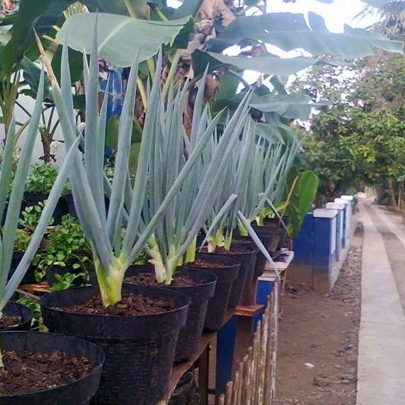 Jual Bibit tanaman Daun Bawang Pre - Daun bumbu masakan - Beli 3 gratis ...