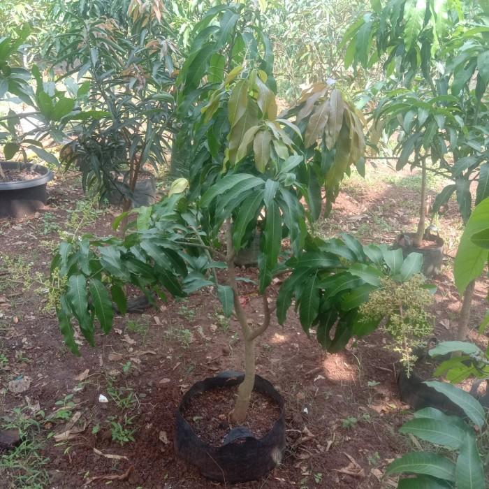 Pohon Mangga Rapikan Ranting Pohon Mangga, Sumardi Warga Kebakramat