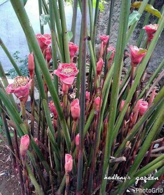 Jual Bibit tanaman pohon kecombrang umbi batang honje bunga buah pink ...