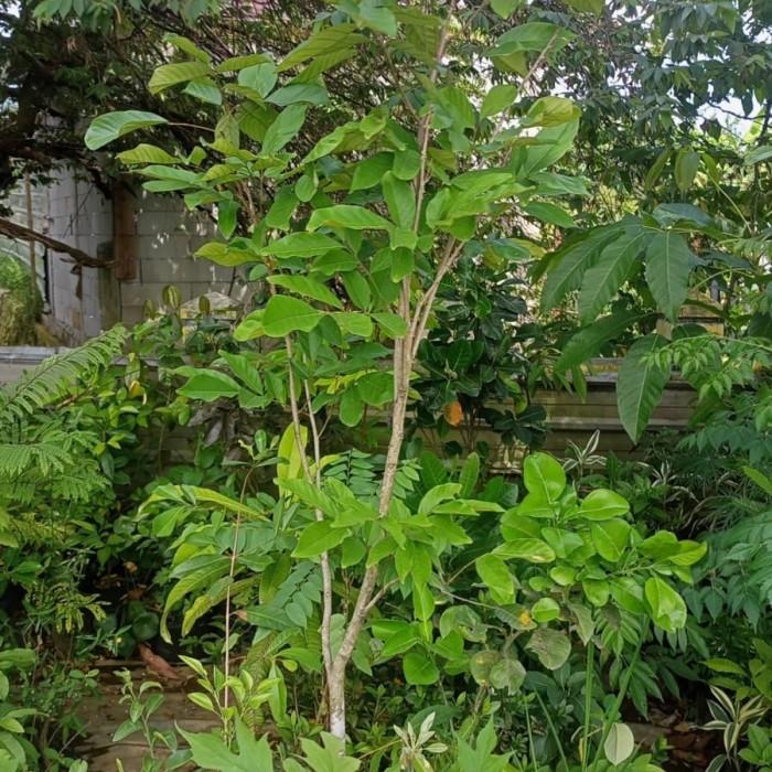 Pohon Rambutan Rapiah