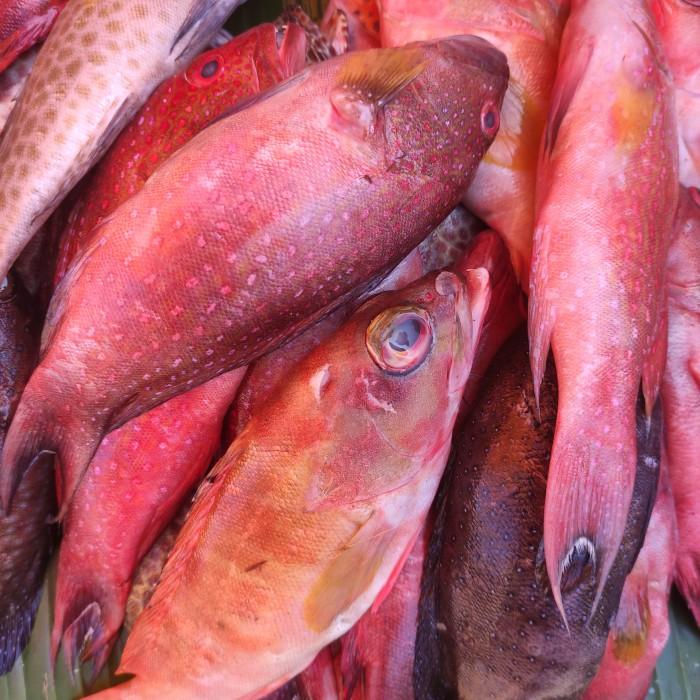 Jual ikan kerapu sunu merah - Kota Makassar - Enka Online | Tokopedia