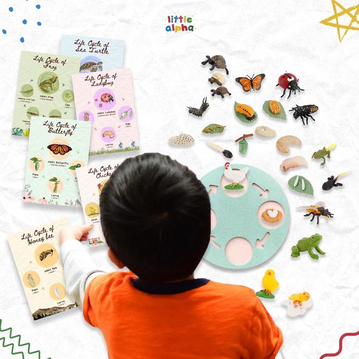Jual MAINAN SIKLUS HIDUP HEWAN - LIFE CYCLE ANIMAL FROG CHICKEN LADYBUG ...