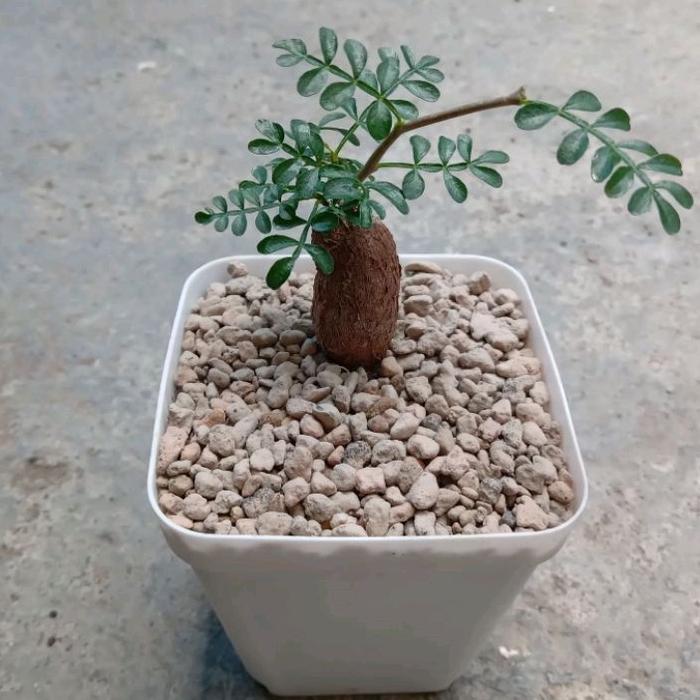 Jual Operculicarya Pachypus Elephant Tree Pachycaul Caudex The ...