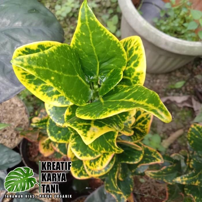 Jual Tanaman hias Puring koin - Puring apel - Puring kerupuk - Kab ...