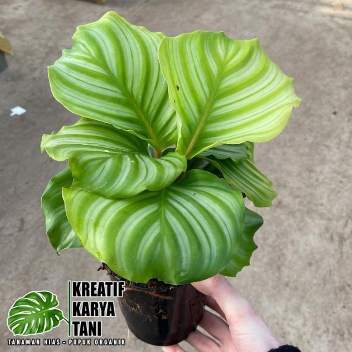 Jual BISA COD Tanaman Hias Calathea Orbifolia - Orbifolia Ukuran Jumbo ...