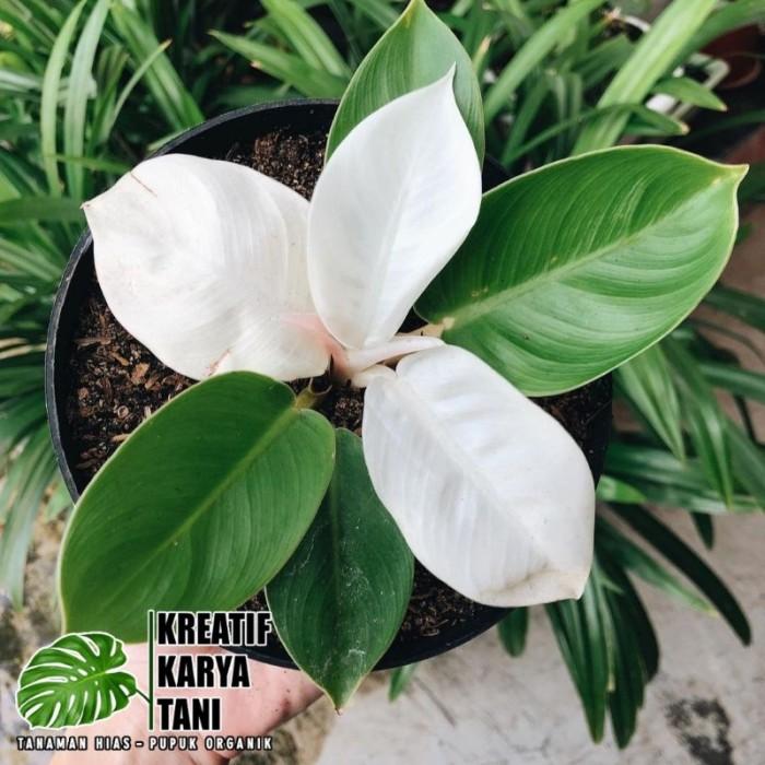 Jual Jenis tanaman hias philodendron - Tanaman hias philodendron ...