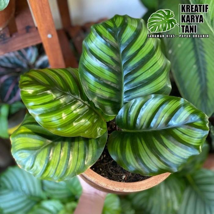 Jual Tanaman Hias Calathea Rotundifolia - Calathea Rotun - DAUN 6 s/d 7 ...