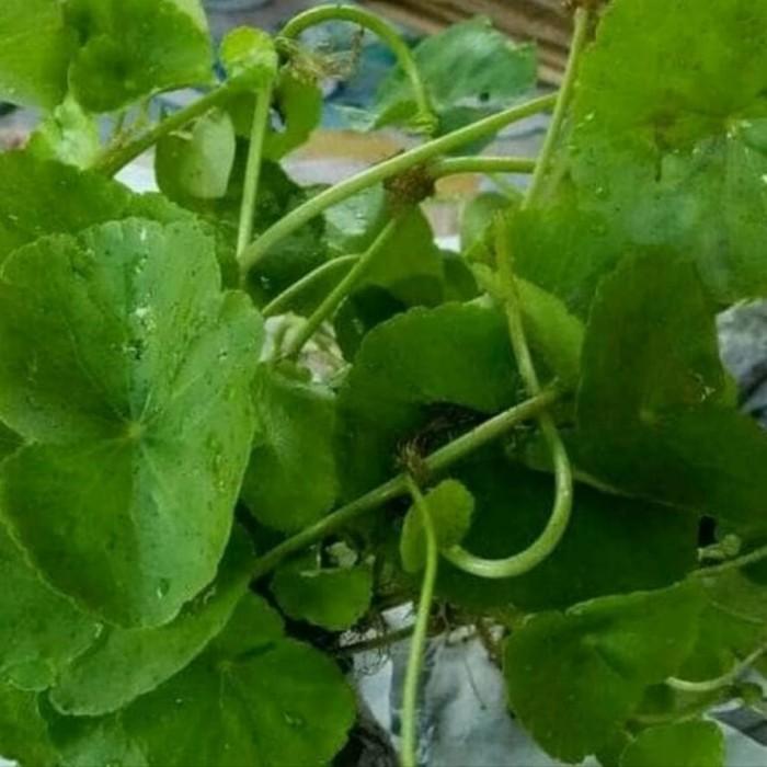 Jual Daun pegagan/Antanan segar 250 gram - Kota Bandung - Lavender ...