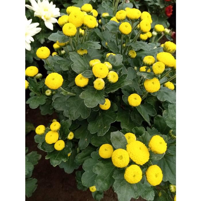 Jual Tanaman hias bunga krisan 1 POT isi 7-9 pohon rimbun berbunga ...