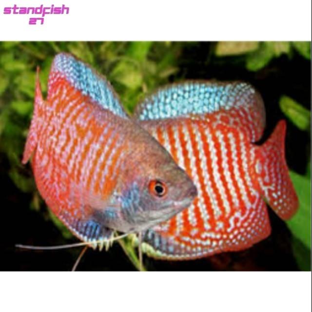 Jual Ikan hias sepat Ralis 1 pasang premium mkpartfish - Kota Kediri ...