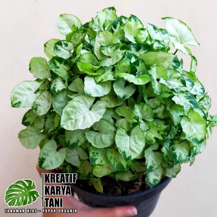 Jual Tanaman hias syngonium mini pixie - Syngonium mini - Kab. Bogor - Kreatif Karya Tanie ...