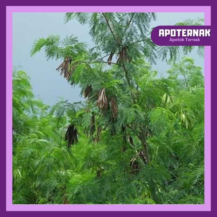 Jual Biji Benih Lamtoro Super Taramba | Tahan Kutu I Bibit Pakan ...