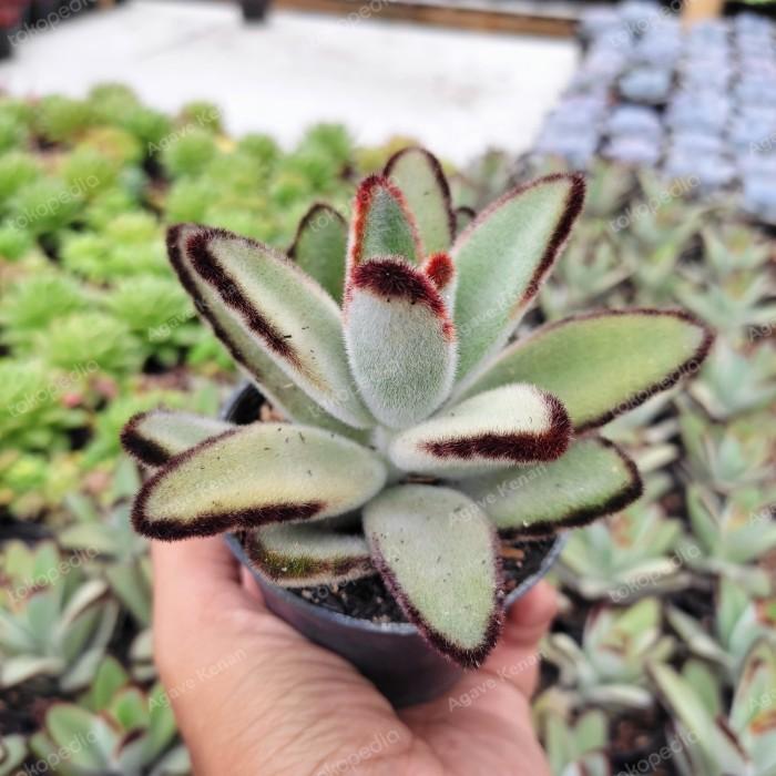 Jual Sukulen | Kalanchoe Panda Tomentosa - Kab. Bandung Barat - Agave ...