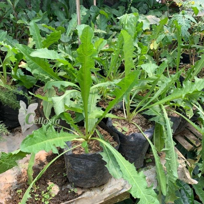 Promo Bibit Tanaman Herbal Toga Bunga Dandelion / Randa Tapak - Kota ...