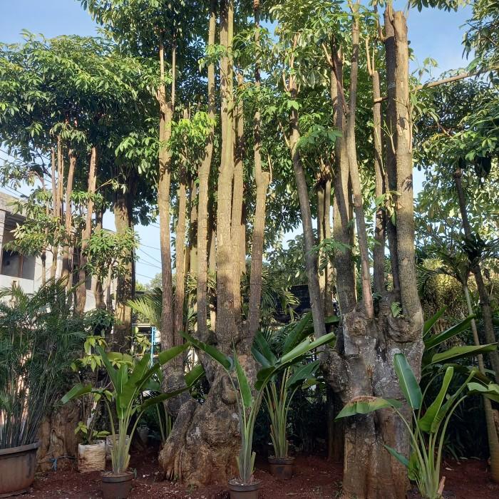 Jual Tanaman Pelindung Pohon Pule/Fosil Pohon Pule Rawatan - Fosil Pule ...