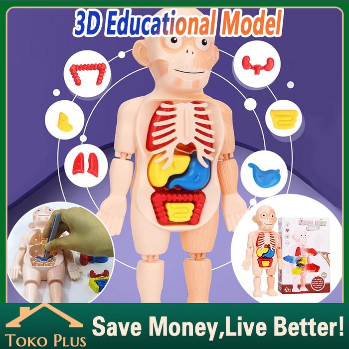 Jual 3D Mainan Edukasi Human Body Model Organ Tubuh Torso Anatomi Phantom - Jakarta Barat ...