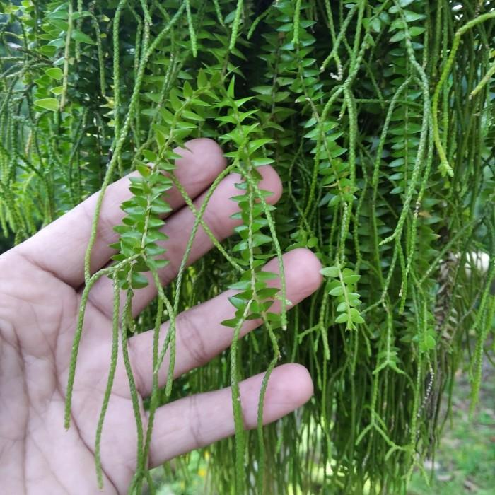 Jual Promo tanam hias huperzia/kumpay unik murah tanaman gantung hiasan ...