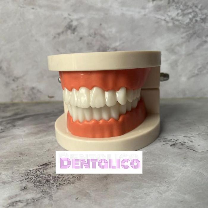 Jual & Dental model peraga gigi/ model study gigi phantom ( ) - Kota ...