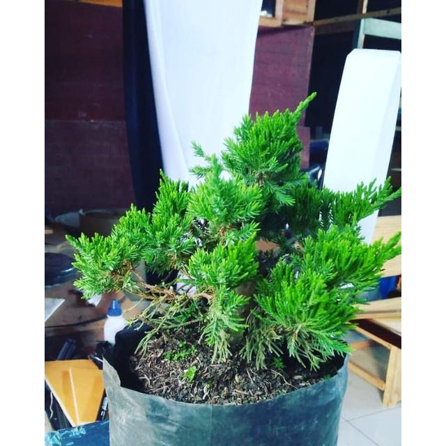Promo Cemara Sinensis - Juniperus Chinensis - Cemara Cina - Tanaman ...