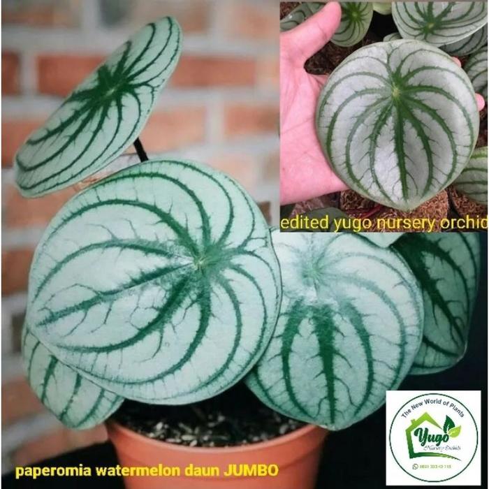 Jual Tanaman Hias paperomia watermelon Daun JUMBO - Kota Semarang ...
