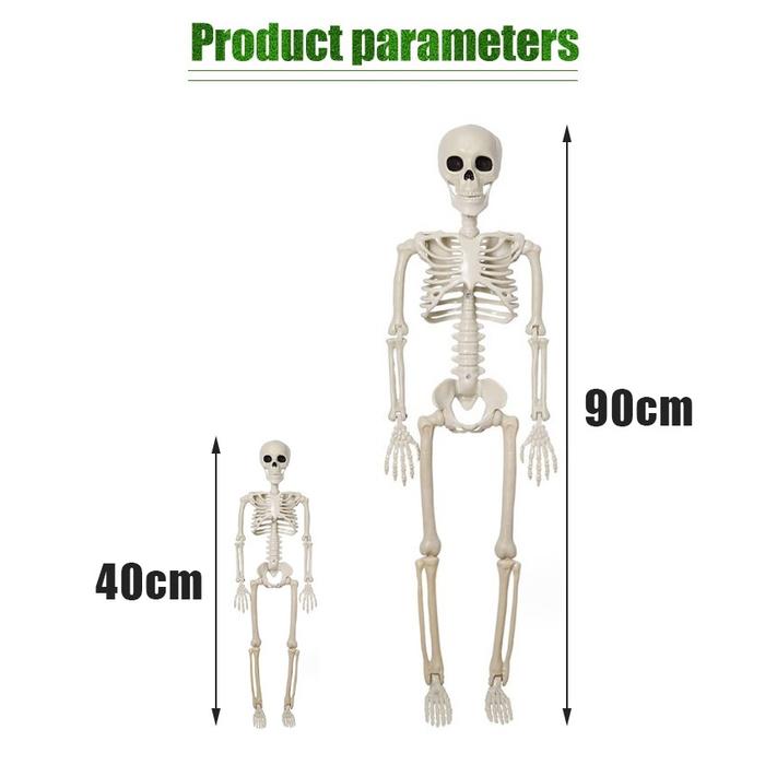 Jual Model Kerangka Manusia Torso Human Skeleton Tengkorak Mini 1 Set ...