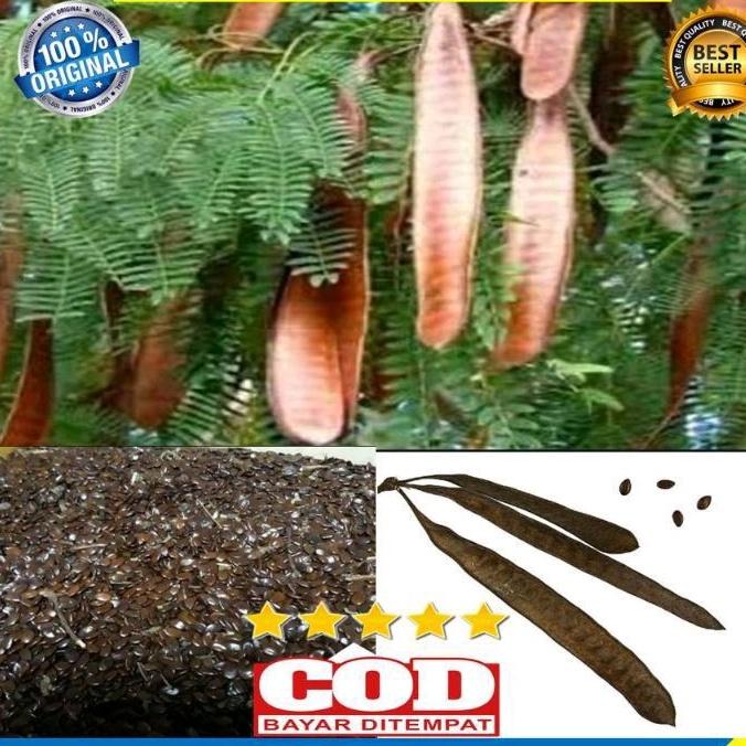 Jual #SKL - POHON PETE CINA DARI BIBIT SUPER/ BIBIT POHON LAMTORO SUPER ...