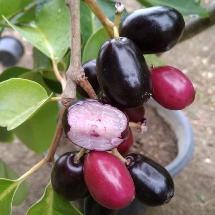 Jual Pohon jamblang hitam - Juwet - Duwet - Java plum - Bibit tanaman ...