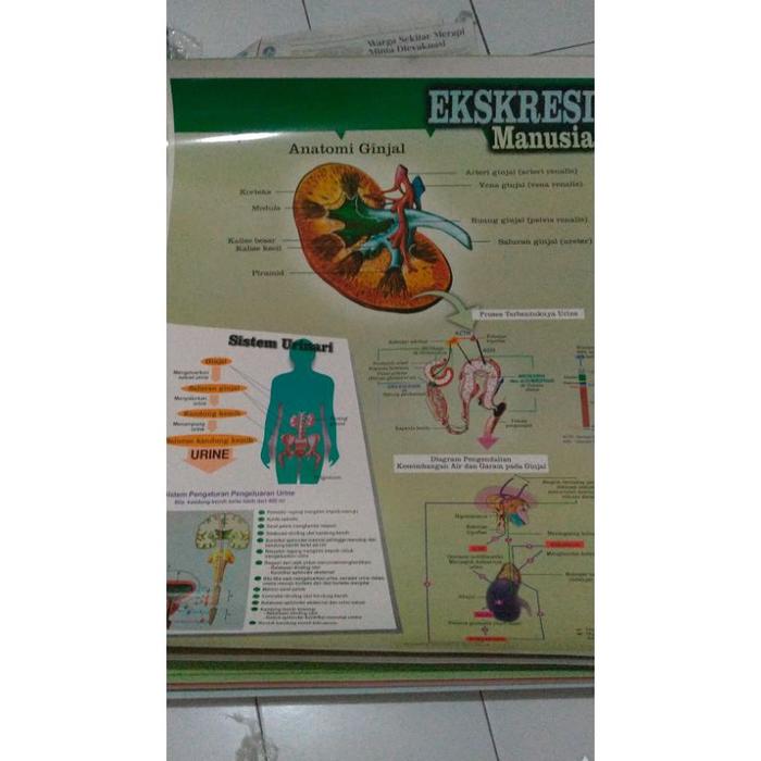 Jual Carta Model Poster Gambar Sistem Ekresi Manusia - Kota Tangerang ...