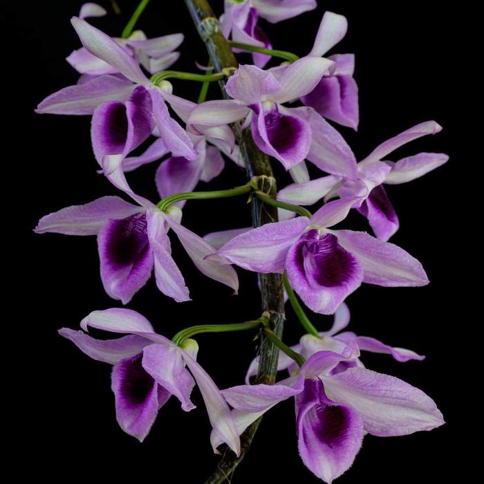 Jual Dendrobium aphyllum 'variegated' - BUMI Orchids Anggrek Koleksi ...