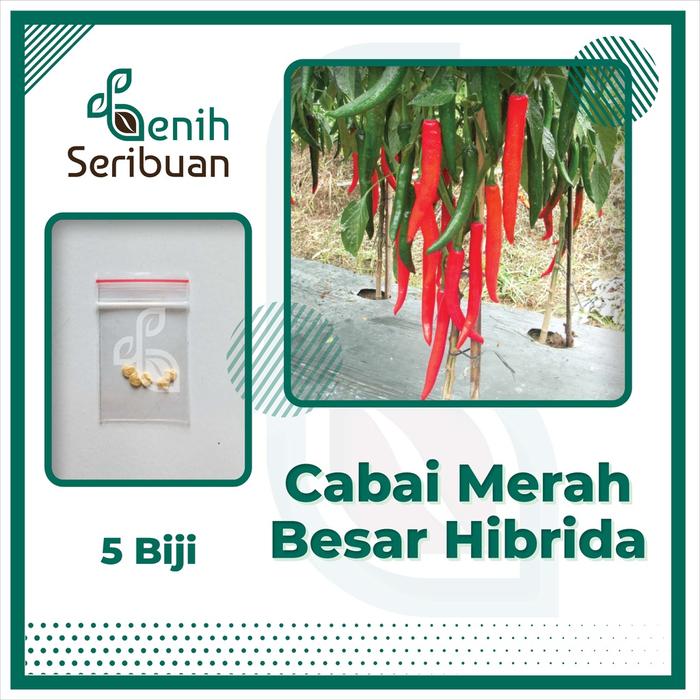 Promo Bibit Cabe Merah Besar Hibrida F1 Darmais Benih Cabai Sayuran ...