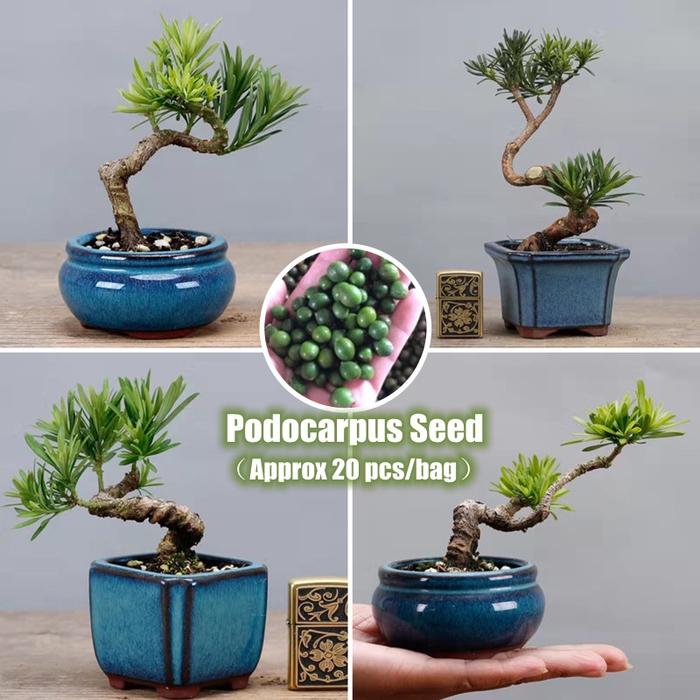 Jual [isi 30biji]tanaman unik black pine seeds benih hidroponik fresh ...