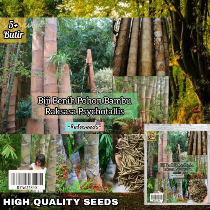 Jual REFA (5 Biji) Benih Pohon Bambu Raksasa Psychotallis Kemasan ...