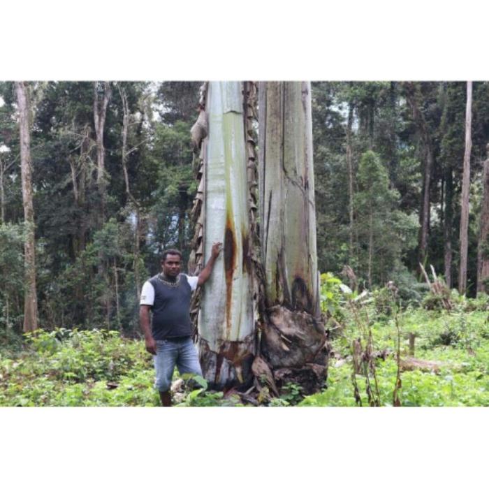 Jual REFA Bibit Tanaman Hidup Pisang Raksasa Papua Musa Ingens / Meja ...
