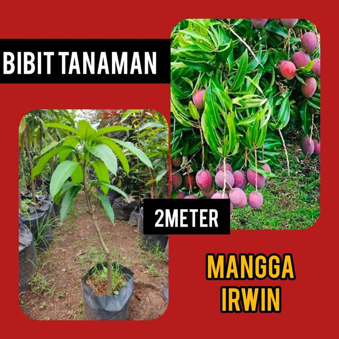 Jual Bibit Mangga Irwin 2 Meter Batang besar - Jakarta Barat - Bio ...