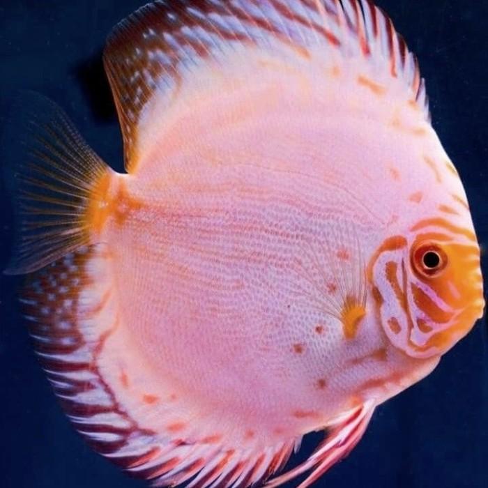 Jual discus white butterfly / ikan discus / diskus / ikan hias ...