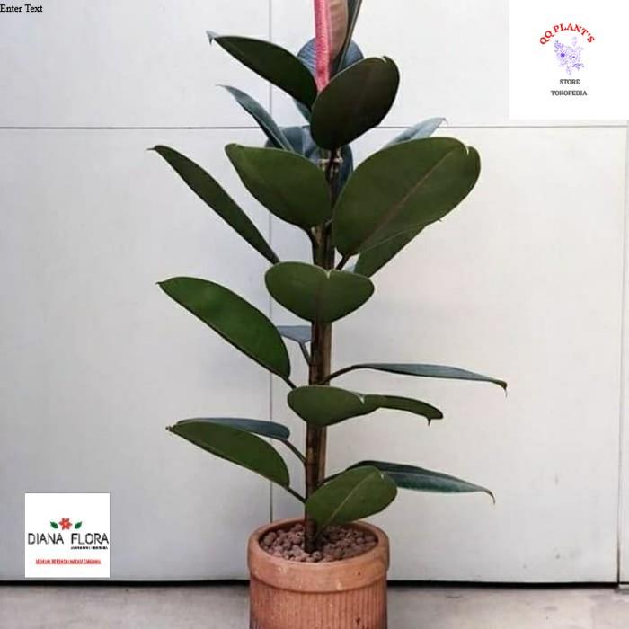 Jual Tanaman hias Indoor karet kebo/Tanaman ficus elastica - Kab. Bogor ...