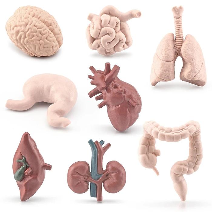 Jual Simulation Human Torso Body Organ Miniature Anatomy Organs Model ...