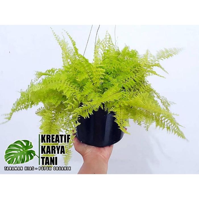 Jual Tanaman hias pakis embun - Pakis embun tanaman pot gantung - Kab ...