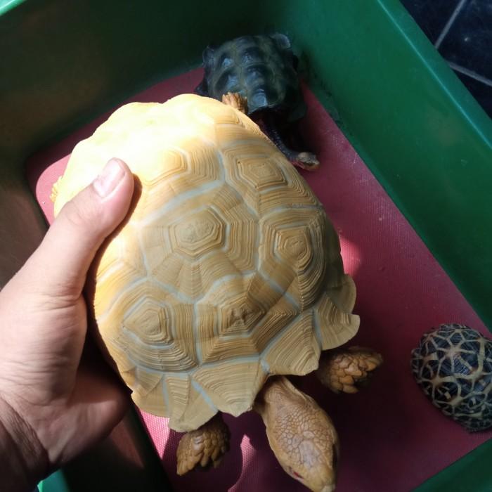Jual SPECIAL sulcata albino / sulcata albino replika / patung / hiasan ...