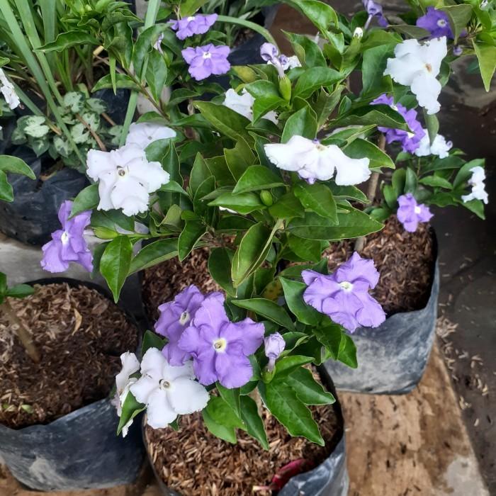 Jual TANAMAN HIAS MELATI COSTA SUDAH BERBUNGA/ MELATI 2 WARNA - Kota ...