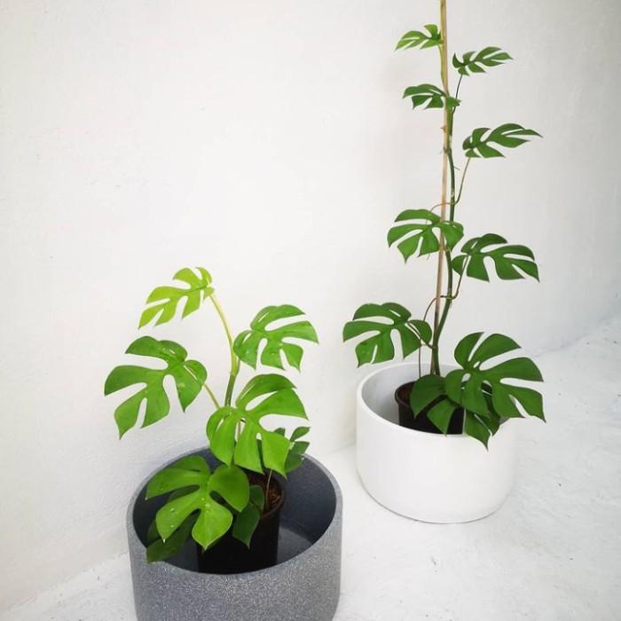 Jual tanaman monstera rhaphidophora tetrasperma minima monstera mini ...