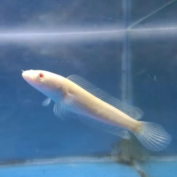 Channa Striata Albino