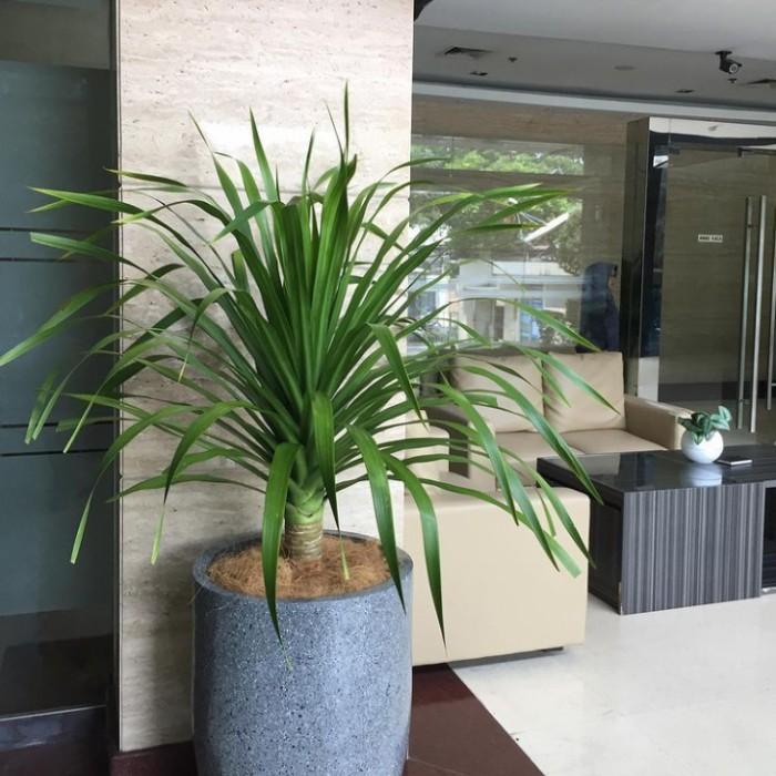 Jual tanaman pandan bali pohon pandan bali cocok di tanam indoor dalam ...