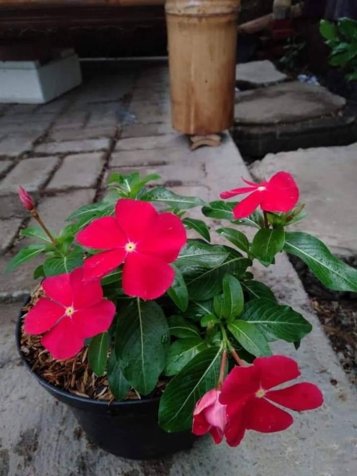 Jual Tanaman Hias Bunga Vinca - Tapak Dara - Periwinkle - Merah - Kota ...