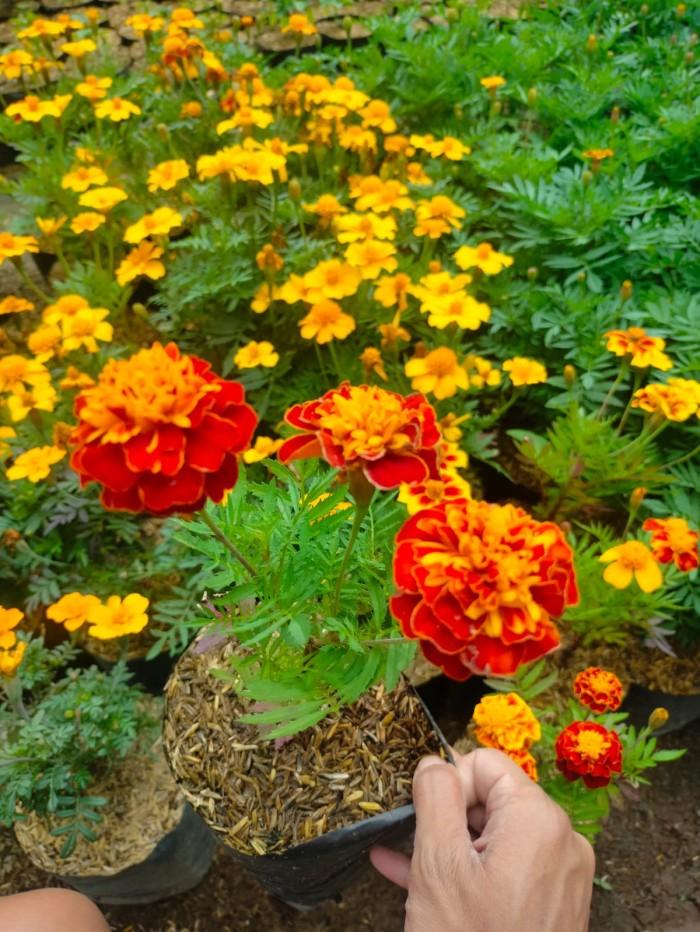 Jual Tanaman Bunga Cosmos - Tanaman Hias Kenikir Import - Orange - Kota ...